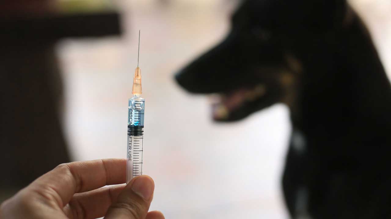 Warga Mengwi Antusias Vaksinasi Massal Anjing Cegah Rabies – Kabar SDGs